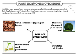 A Level Biology: Plant Responses (Plant Hormones) | Teaching Resources