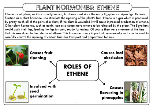 A Level Biology: Plant Responses (Plant Hormones) | Teaching Resources