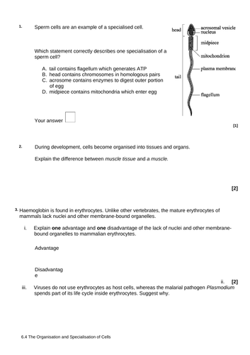OCR Biology A- Chapter 6 Cell Division | Teaching Resources