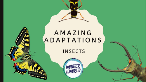 Animal Adaptations - Insects PowerPoint KS2 | Teaching Resources