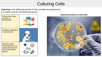 Culturing Microorganisms Theory Full Lesson (slides and worksheets ...