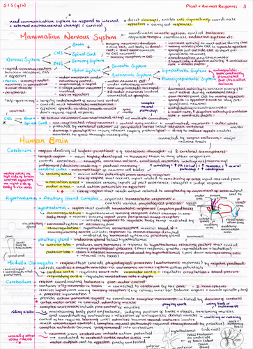 OCR A Level Biology Plant & Animal Responses Revision Poster | Teaching ...