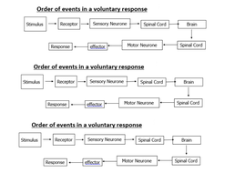 GCSE - The Nervous System | Teaching Resources