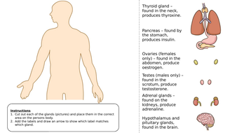 GCSE - The Endocrine System | Teaching Resources