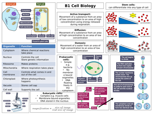 AQA Combined Science Biology Paper 1 Mind Maps | Teaching Resources
