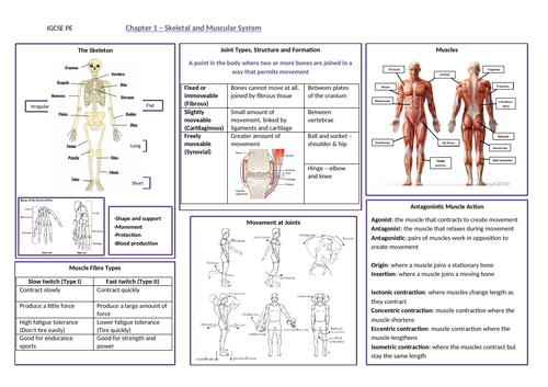 IGCSE PE - Topic on a page | Teaching Resources