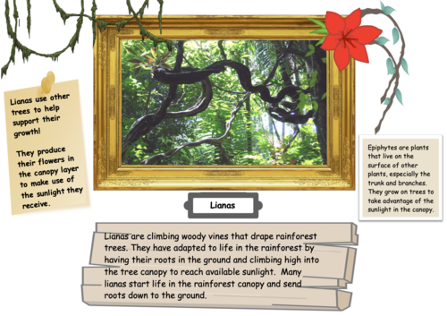 Tropical rainforest plant adaptations lesson and worksheets | Teaching ...