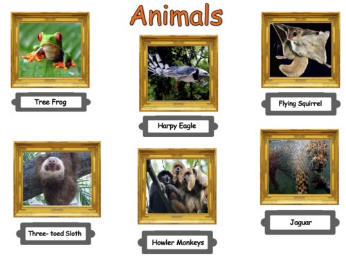 Tropical rainforest animal adaptations lesson & worksheet | Teaching ...
