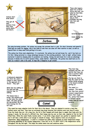 Hot desert plant and animal adaptations lesson and worksheets ...