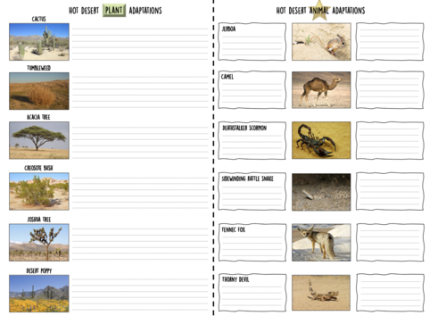 Hot desert plant and animal adaptations lesson and worksheets ...
