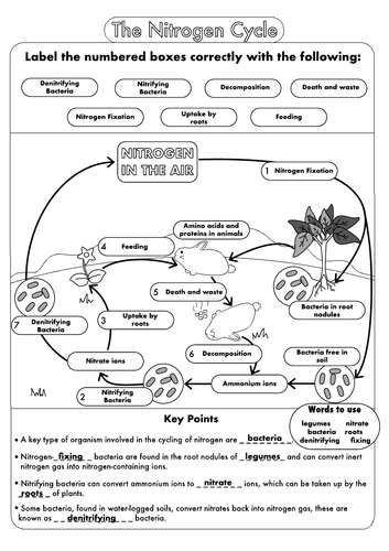 GCSE Biology: The Nitrogen Cycle | Teaching Resources GCSE Biology: The Nitrogen Cycle | Teaching Resources