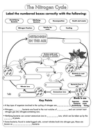 GCSE Biology: The Nitrogen Cycle | Teaching Resources