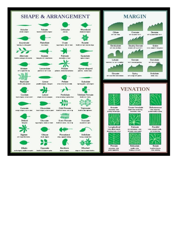 Leaf classification - three levels of worksheet and slides | Teaching ...