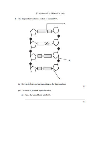 AQA AS Biology Section 1 Nucleic acids | Teaching Resources