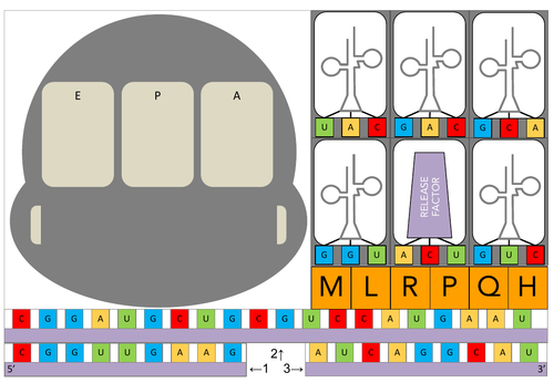 Translation / Protein Synthesis - Model craft activity (KS5) | Teaching ...