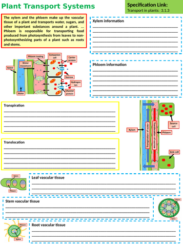 A Level Biology Transport Systems in Plants Lesson & Activities ...