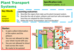 A Level Biology Transport Systems in Plants Lesson & Activities ...