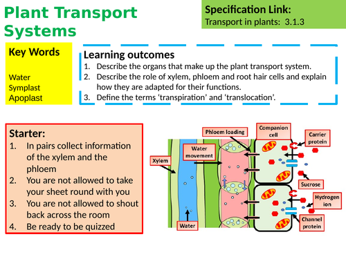 A Level Biology Transport Systems in Plants Lesson & Activities ...