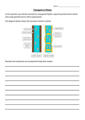 A Level Biology Transport Systems in Plants Lesson & Activities ...