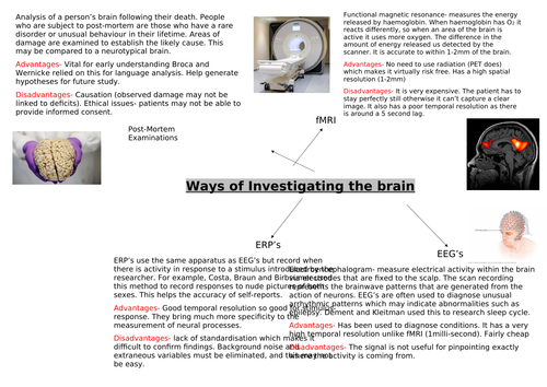 AQA A-level Psychology Biopsychology Revision Notes | Teaching Resources