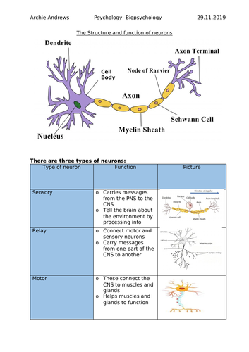 AQA A-level Psychology Biopsychology Revision Notes | Teaching Resources AQA A-level Psychology Biopsychology Revision Notes | Teaching Resources