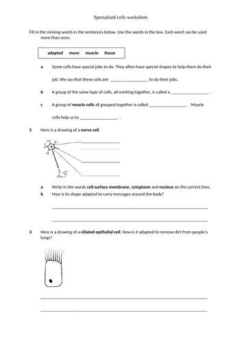 AQA KS3 Cells and Movement (skeleton, muscles, all types of cell ...