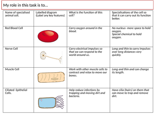 AQA KS3 Cells and Movement (skeleton, muscles, all types of cell ...