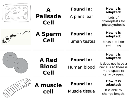 AQA KS3 Cells and Movement (skeleton, muscles, all types of cell ...