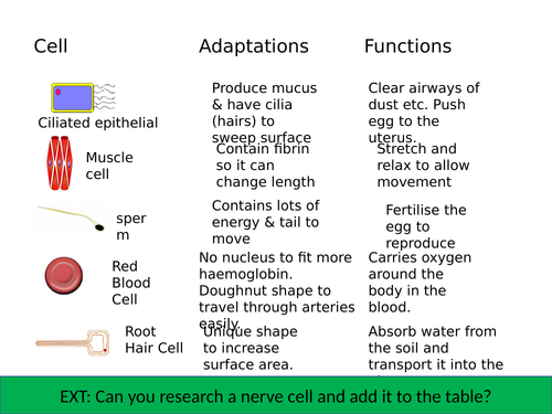 AQA KS3 Cells and Movement (skeleton, muscles, all types of cell ...
