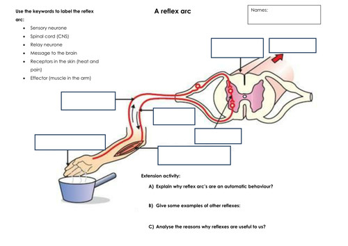 AQA KS3 Cells and Movement (skeleton, muscles, all types of cell ...