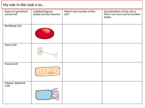 AQA KS3 Cells and Movement (skeleton, muscles, all types of cell ...