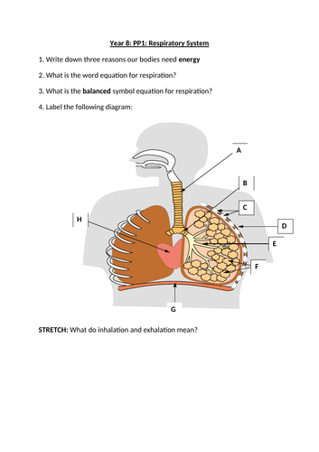 AQA KS3 Breathing and Respiration COMPLETE LESSONS | Teaching Resources