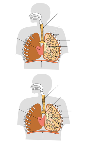 AQA KS3 Breathing and Respiration COMPLETE LESSONS | Teaching Resources