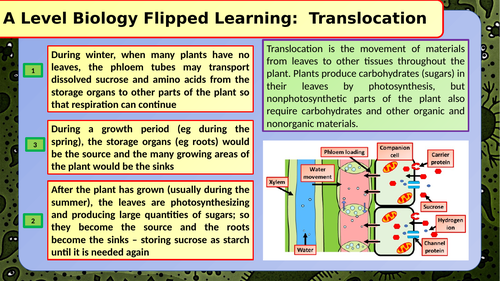 A Level Biology Translocation in Plants Lesson & Activities | Teaching ...