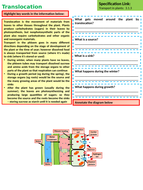 A Level Biology Translocation in Plants Lesson & Activities | Teaching ...