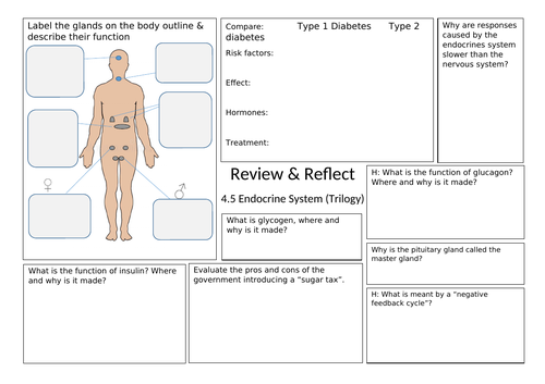 AQA Trilogy KS4 B4.5 Endocrine System Review and Reflect Worksheet ...