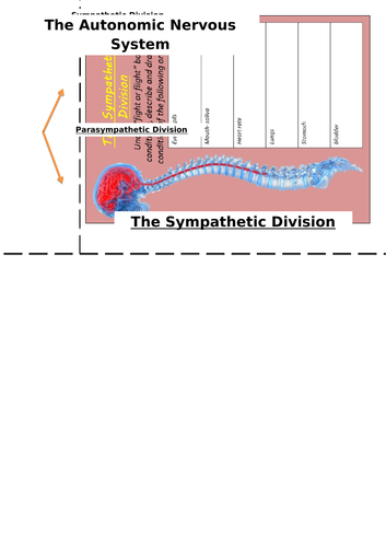 AQA A Level Psychology Year 2 - Biopsychology - Nervous and Endocrine ...