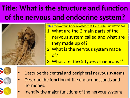 AQA A Level Psychology Year 2 - Biopsychology - Nervous and Endocrine ...
