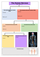 AQA A Level Psychology Year 2 - Biopsychology - Nervous and Endocrine ...