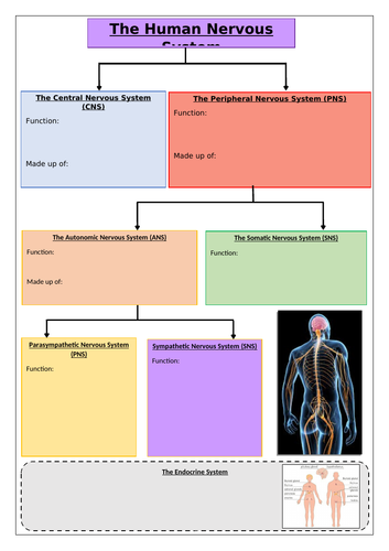 AQA A Level Psychology Year 2 - Biopsychology - Nervous and Endocrine ...