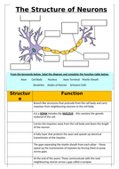 AQA A Level Psychology Year 2 - Biopsychology - Neurons & Synaptic ...