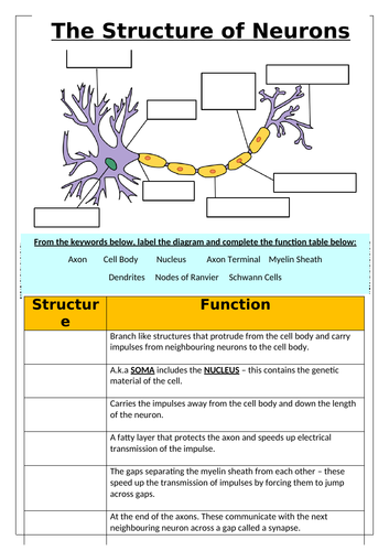AQA A Level Psychology Year 2 - Biopsychology - Neurons & Synaptic Transmission | Teaching Resources