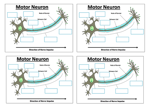 AQA A Level Psychology Year 2 - Biopsychology - Neurons & Synaptic ...