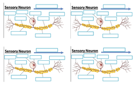 AQA A Level Psychology Year 2 - Biopsychology - Neurons & Synaptic Transmission | Teaching Resources