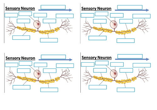 AQA A Level Psychology Year 2 - Biopsychology - Neurons & Synaptic ...