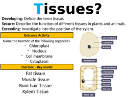 Exploring Science 7A Cells, Tissues, Organs and Systems | Teaching ...