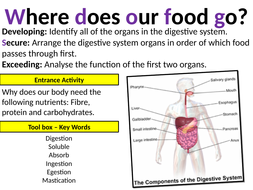 Exploring Science 8A Food and Nutrition | Teaching Resources