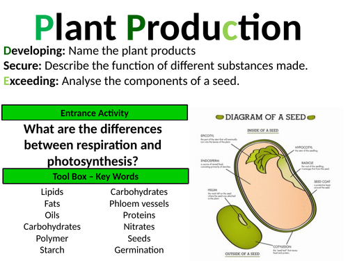 Exploring Science 9B Plant growth | Teaching Resources