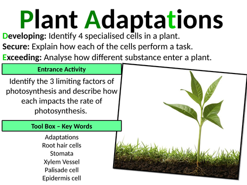 Exploring Science 9B Plant growth | Teaching Resources