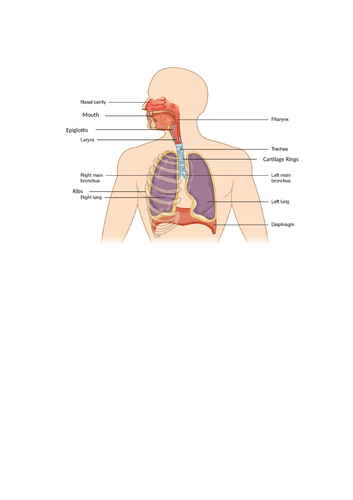 BTEC Sport Level 3 Respiratory System Teaching Pack | Teaching Resources